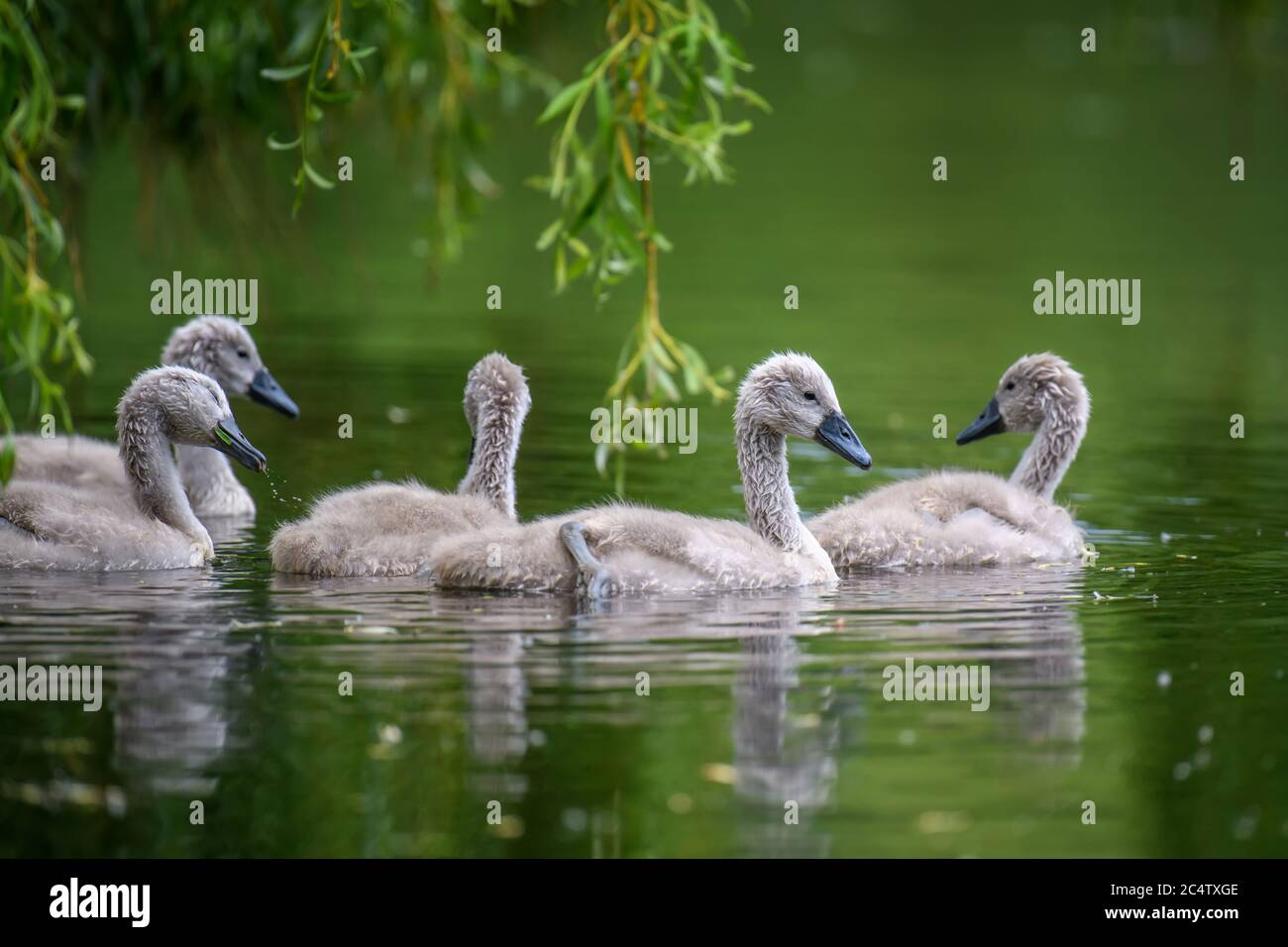 Summer calm and wildlife hi-res stock photography and images - Alamy