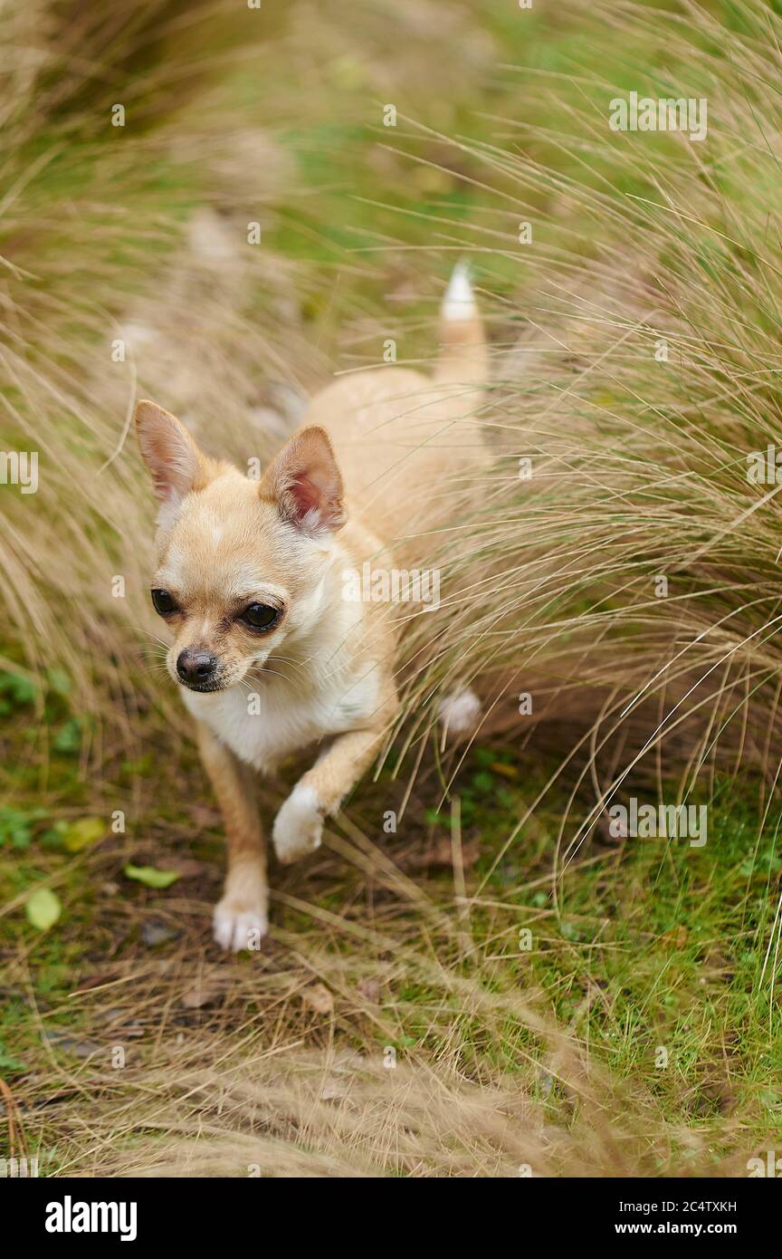 Vertical picture of a little chihuahua running in the field Stock Photo ...