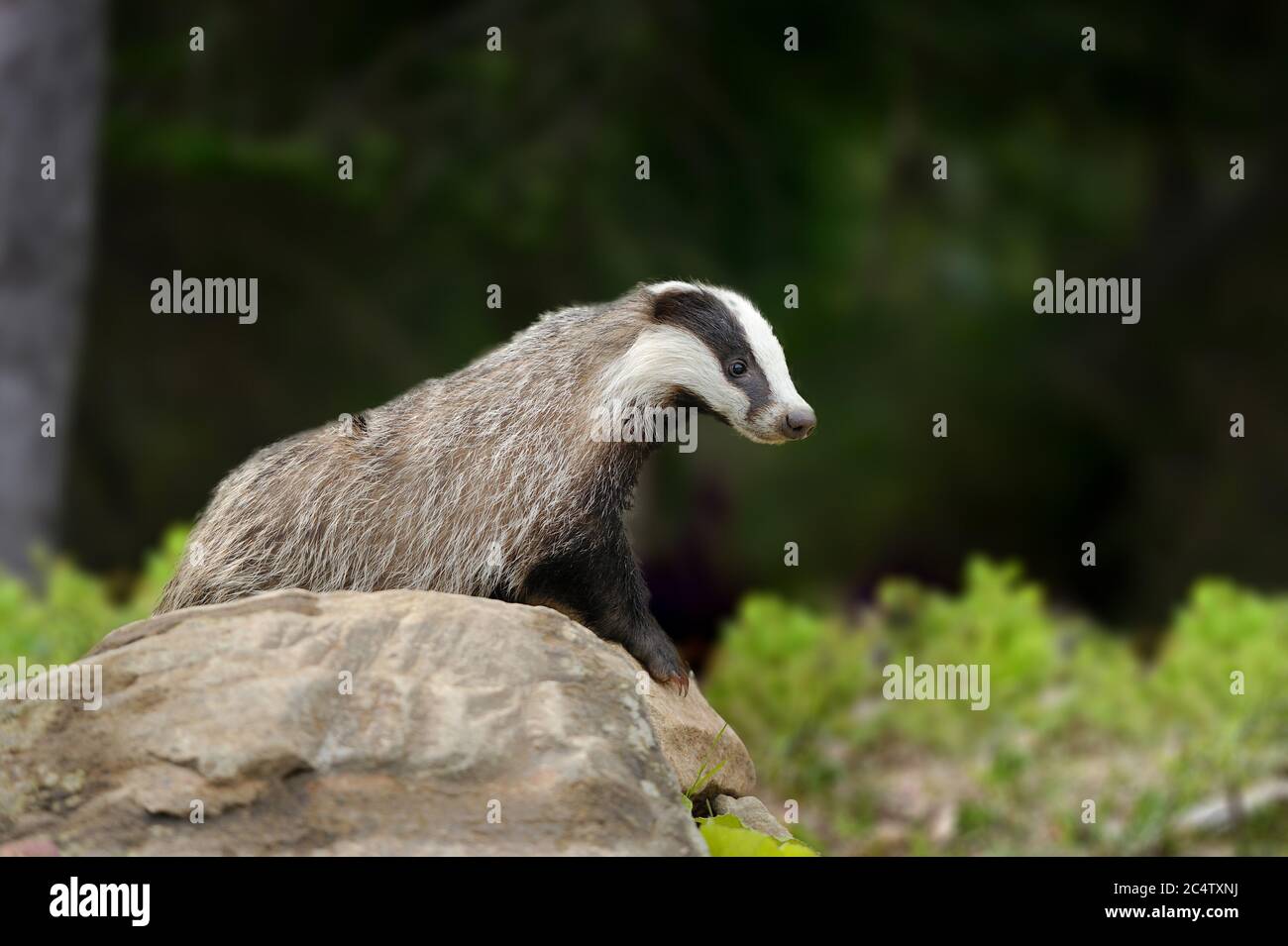 Badger on stone in forest, animal in nature habitat. Wild animal in the ...