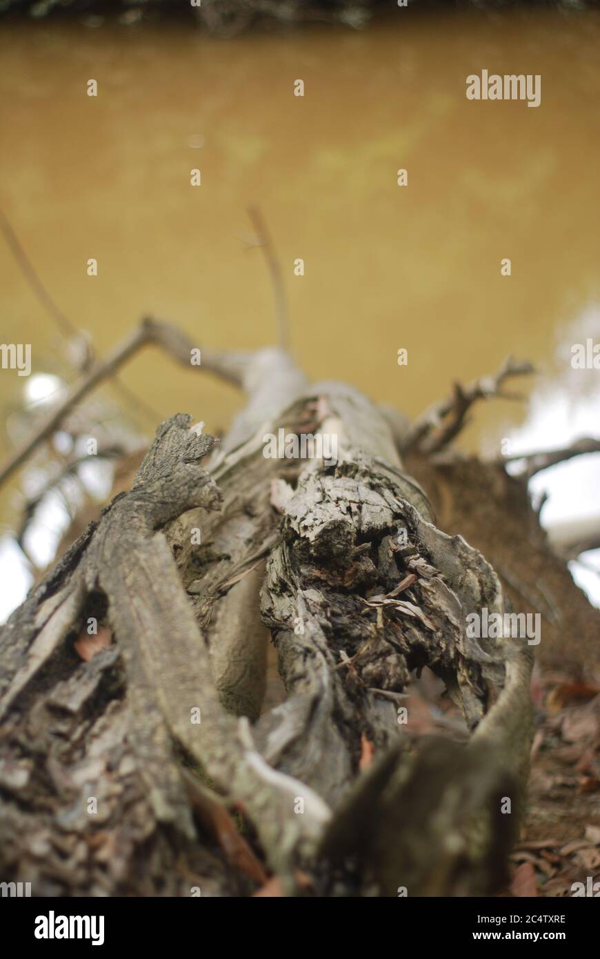 Dying branches hi-res stock photography and images - Alamy