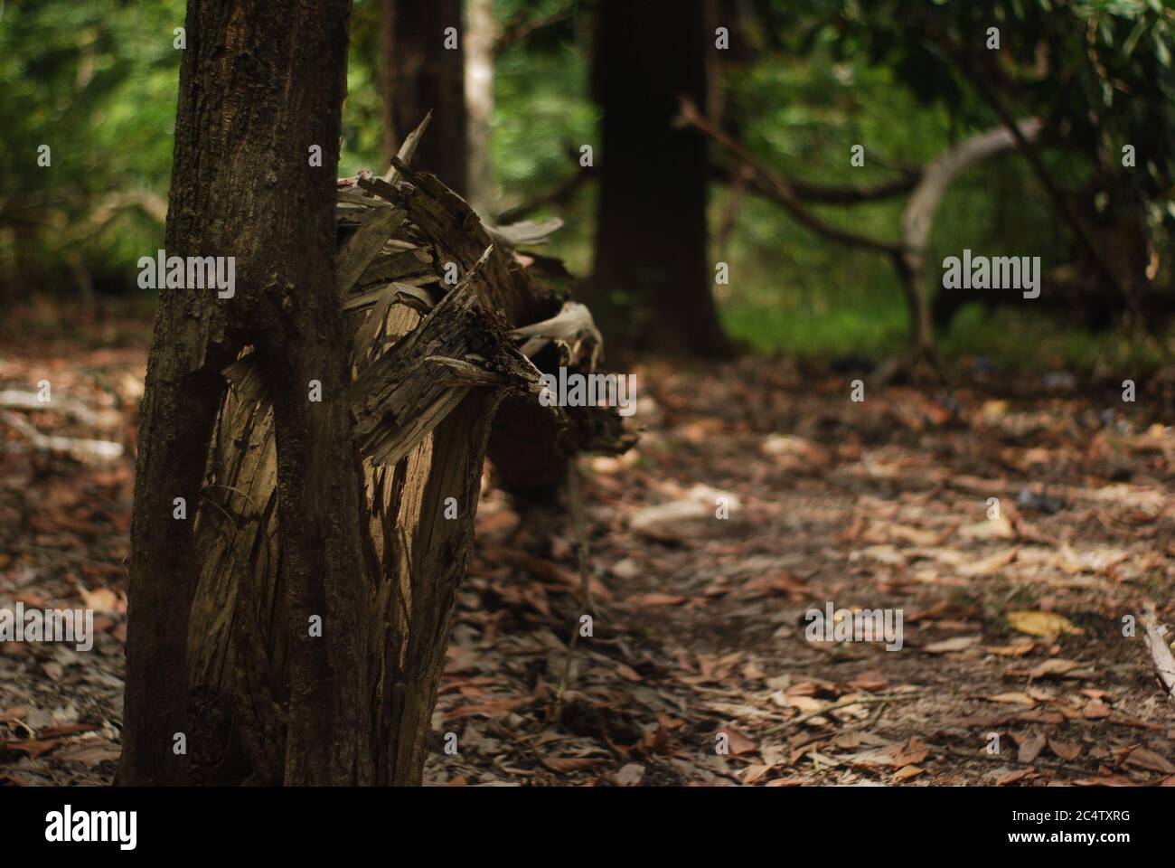 Dying branches hi-res stock photography and images - Alamy