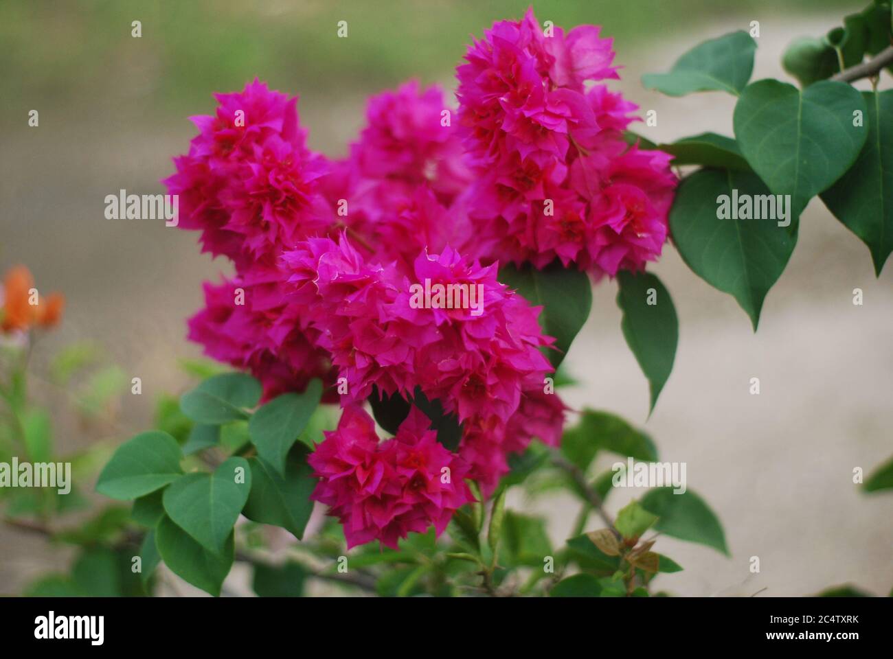 Closeup shot myrtle flower hi-res stock photography and images - Alamy