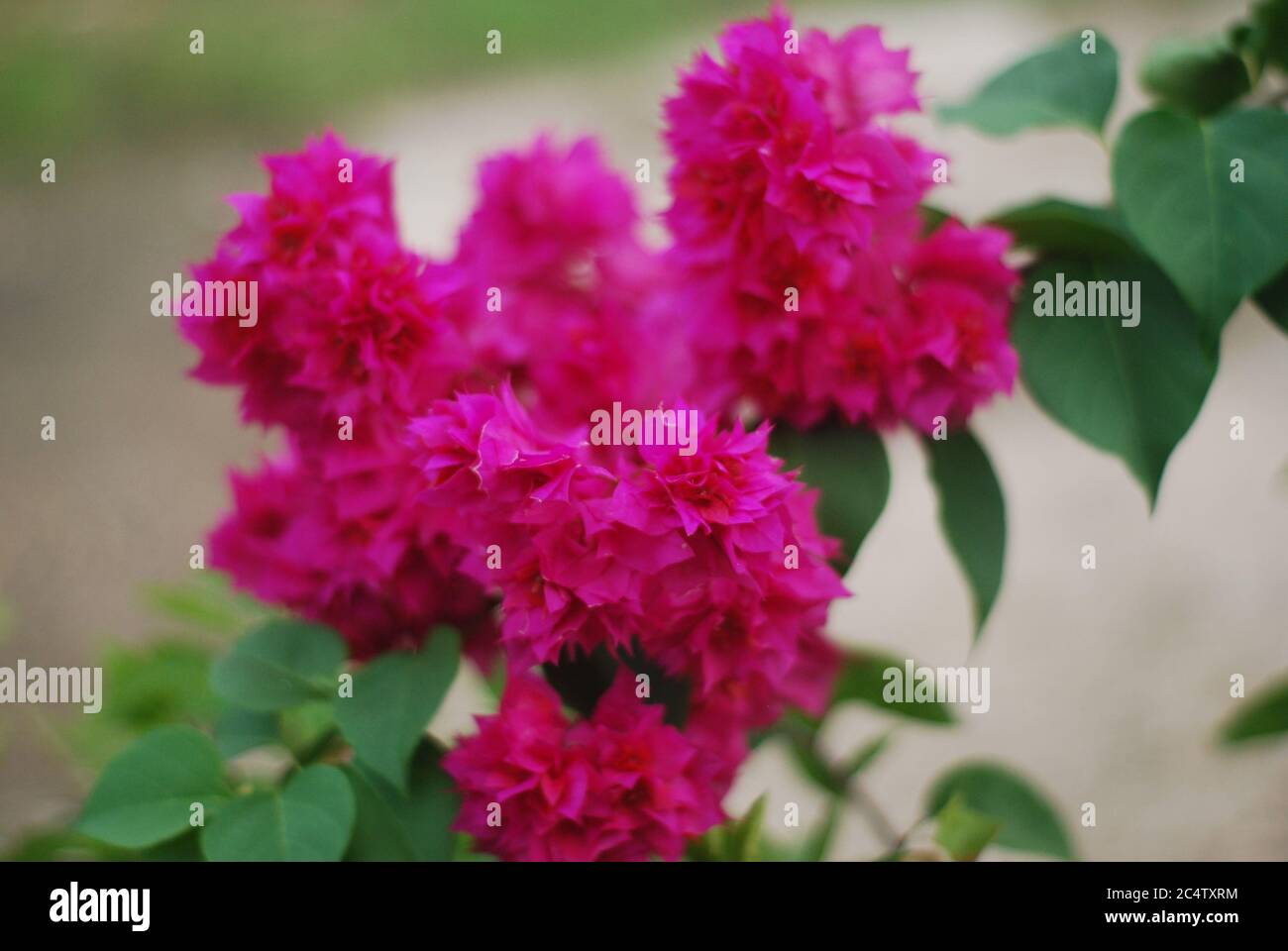 Close up shot of beautiful pink crape myrtle flower Stock Photo - Alamy