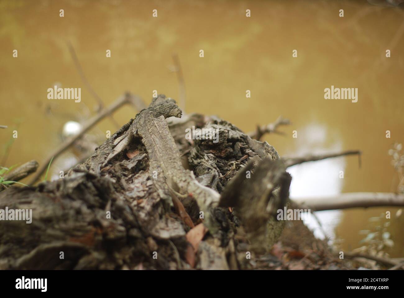 Dying branches hi-res stock photography and images - Alamy