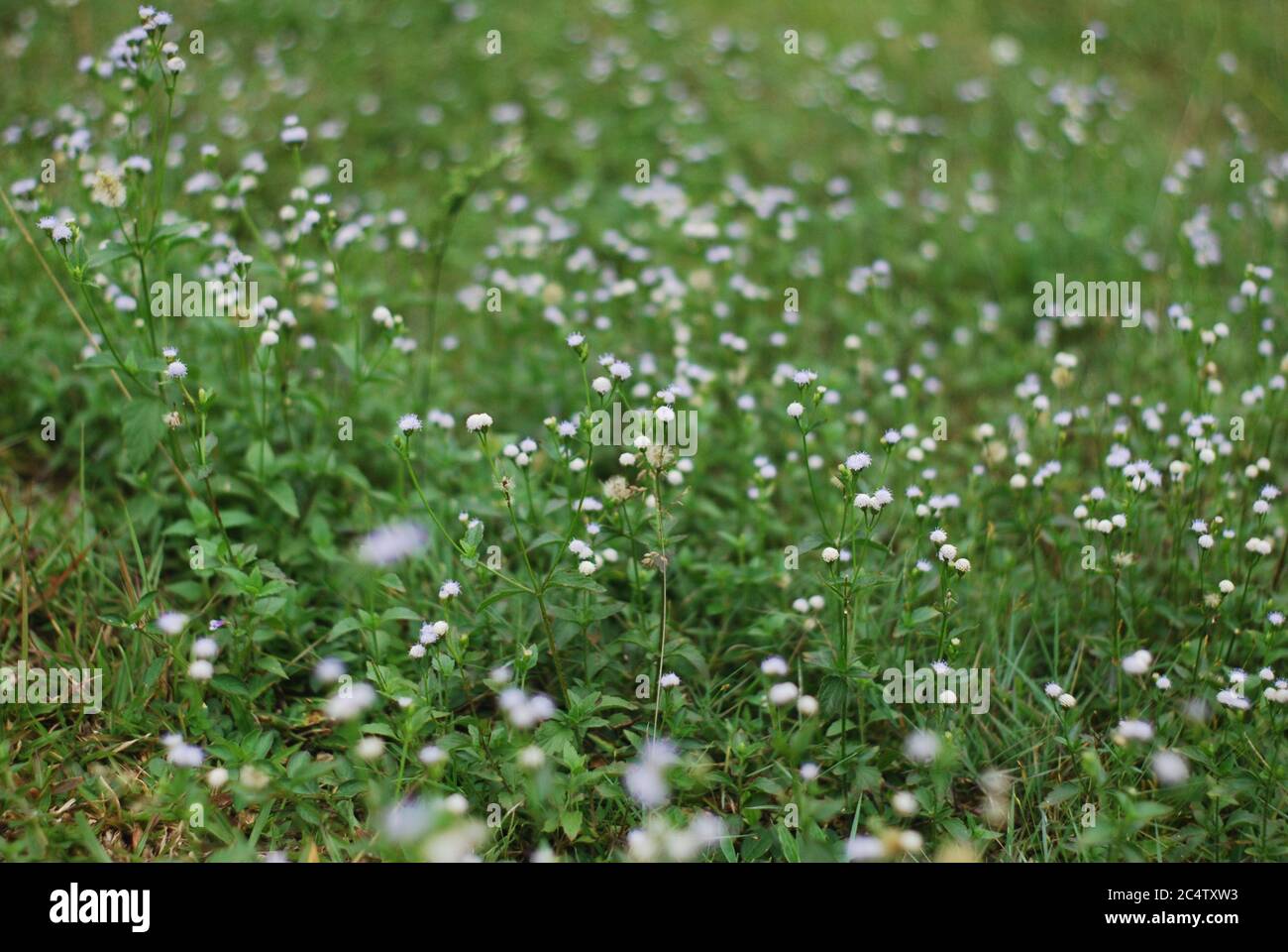 Close up shot of baby's breath small white flowers in a green field ...