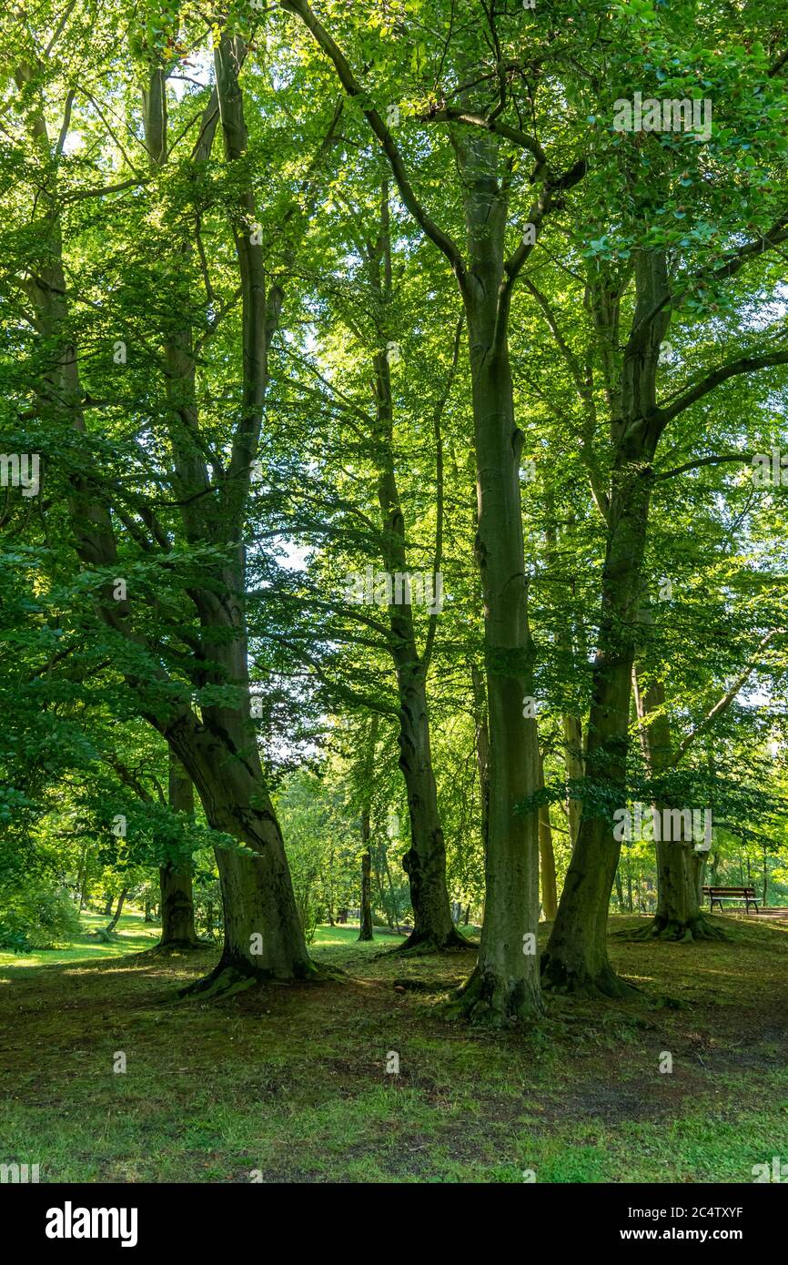 Vertical picture of lined up trees in the forest Stock Photo - Alamy