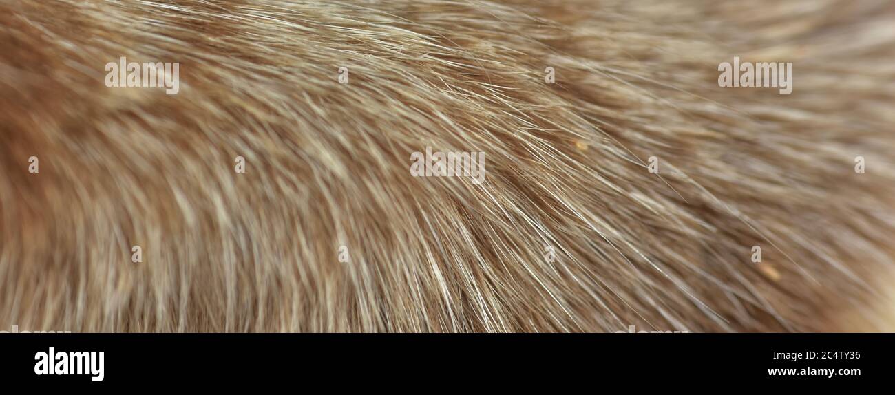 cat fur texture. HD Image and Large Resolution. can be used as ...
