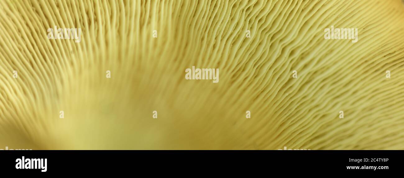 mushroom skin texture. HD Image and Large Resolution. can be used as ...