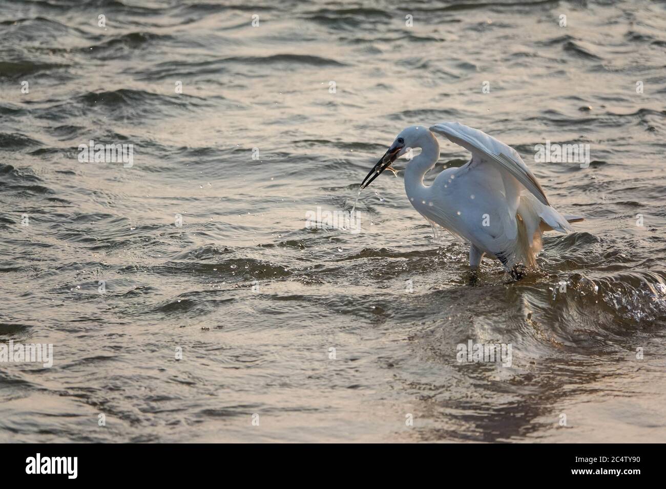 Beautiful shot stork walking hi-res stock photography and images - Alamy