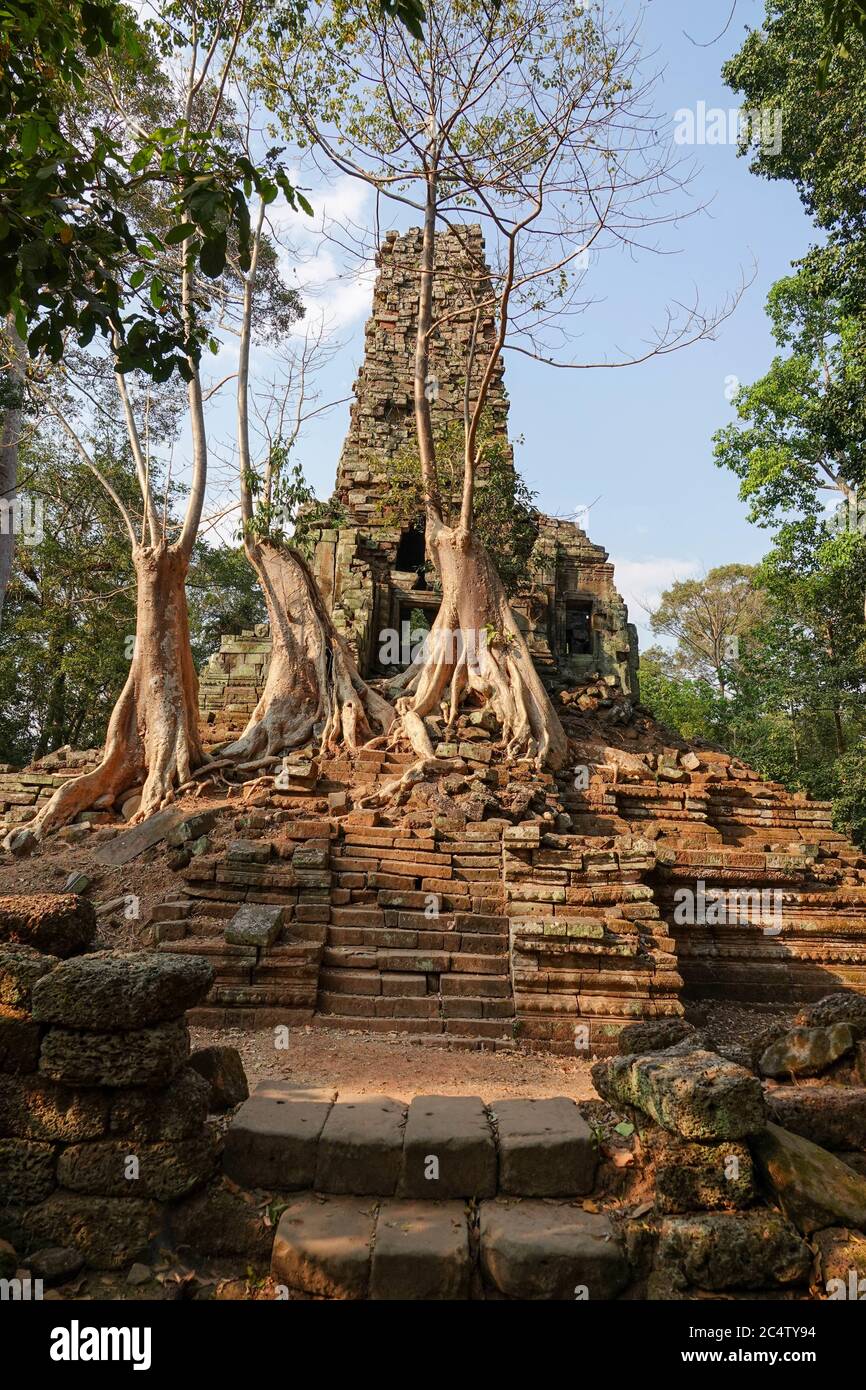 Incredible shot of ancient temple ruins with trees having grown deeply ...
