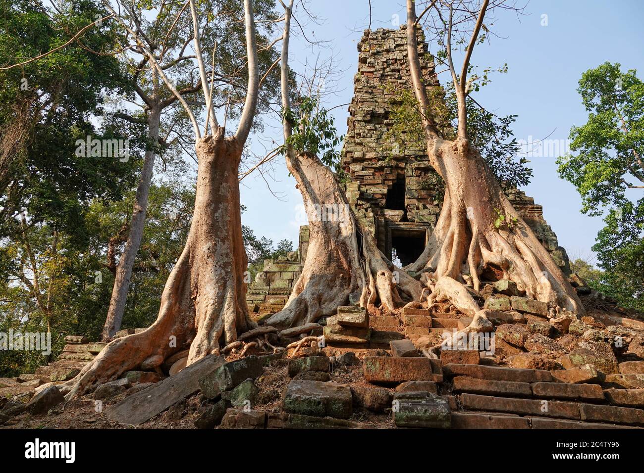 Incredible shot of ancient temple ruins with trees having grown deeply ...