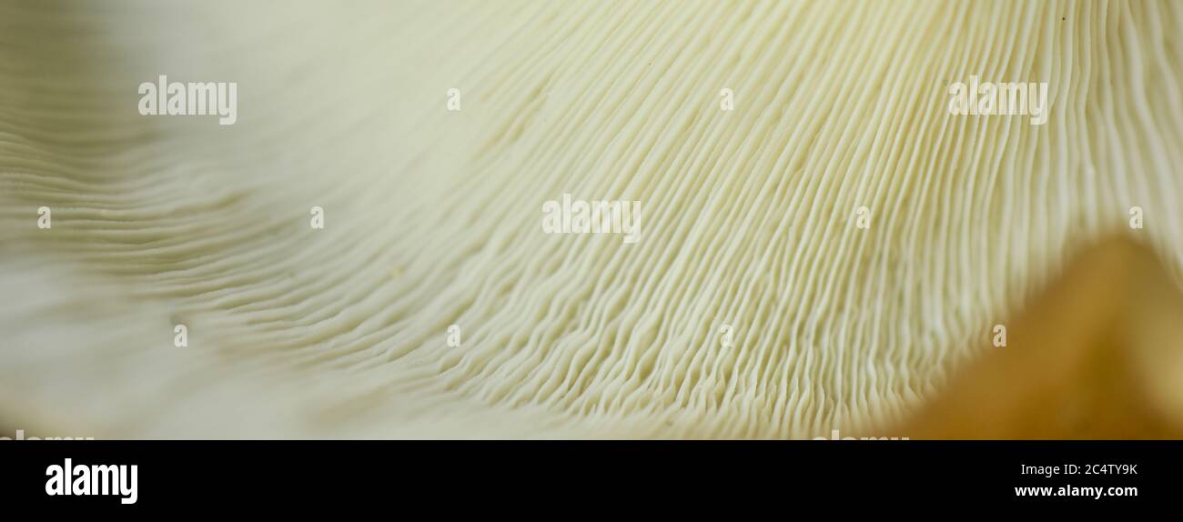 mushroom skin texture. HD Image and Large Resolution. can be used as ...