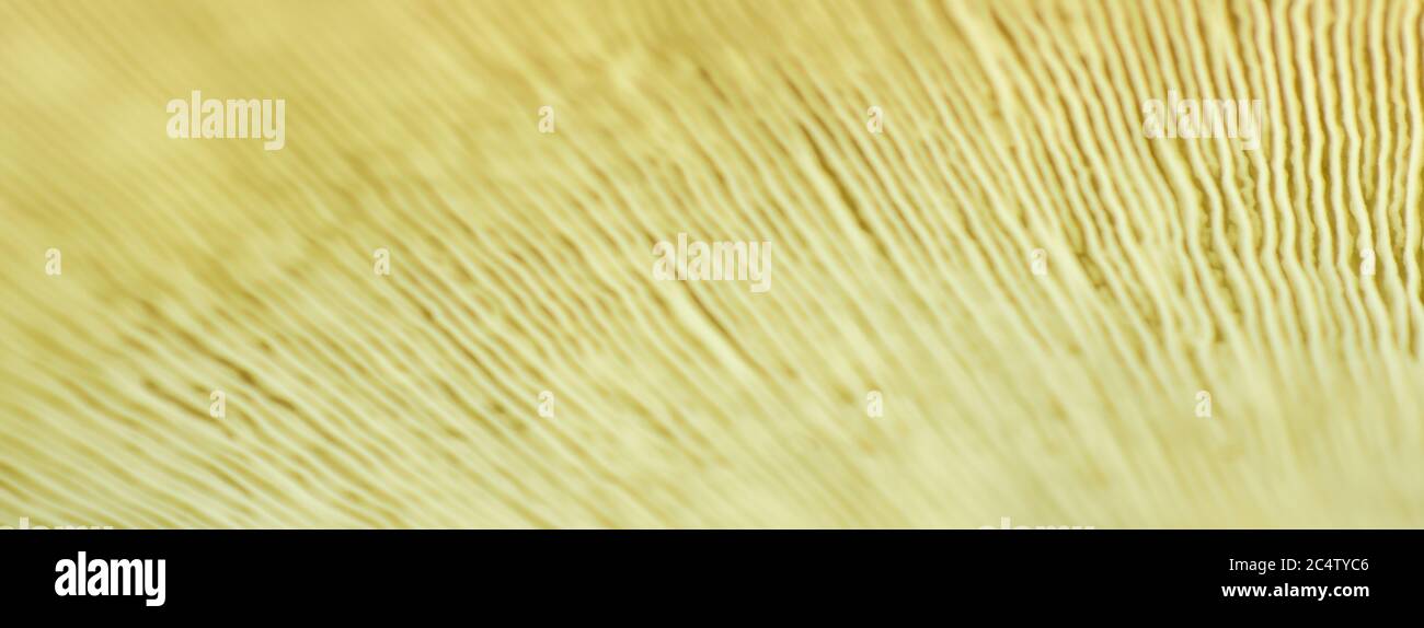 mushroom skin texture. HD Image and Large Resolution. can be used as ...