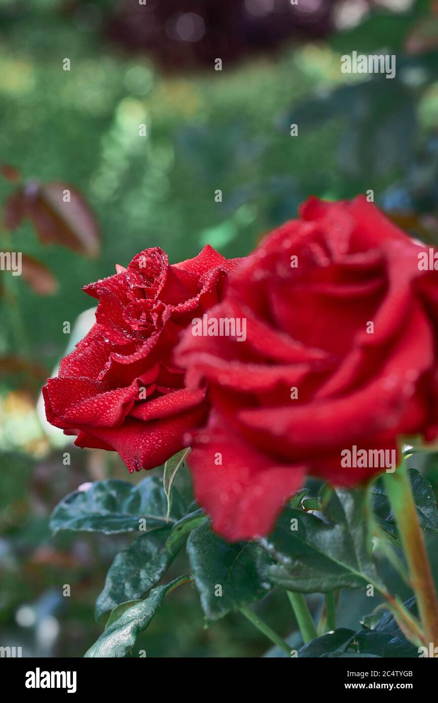 Vertical closeup shot of two beautiful red roses in the garden Stock ...