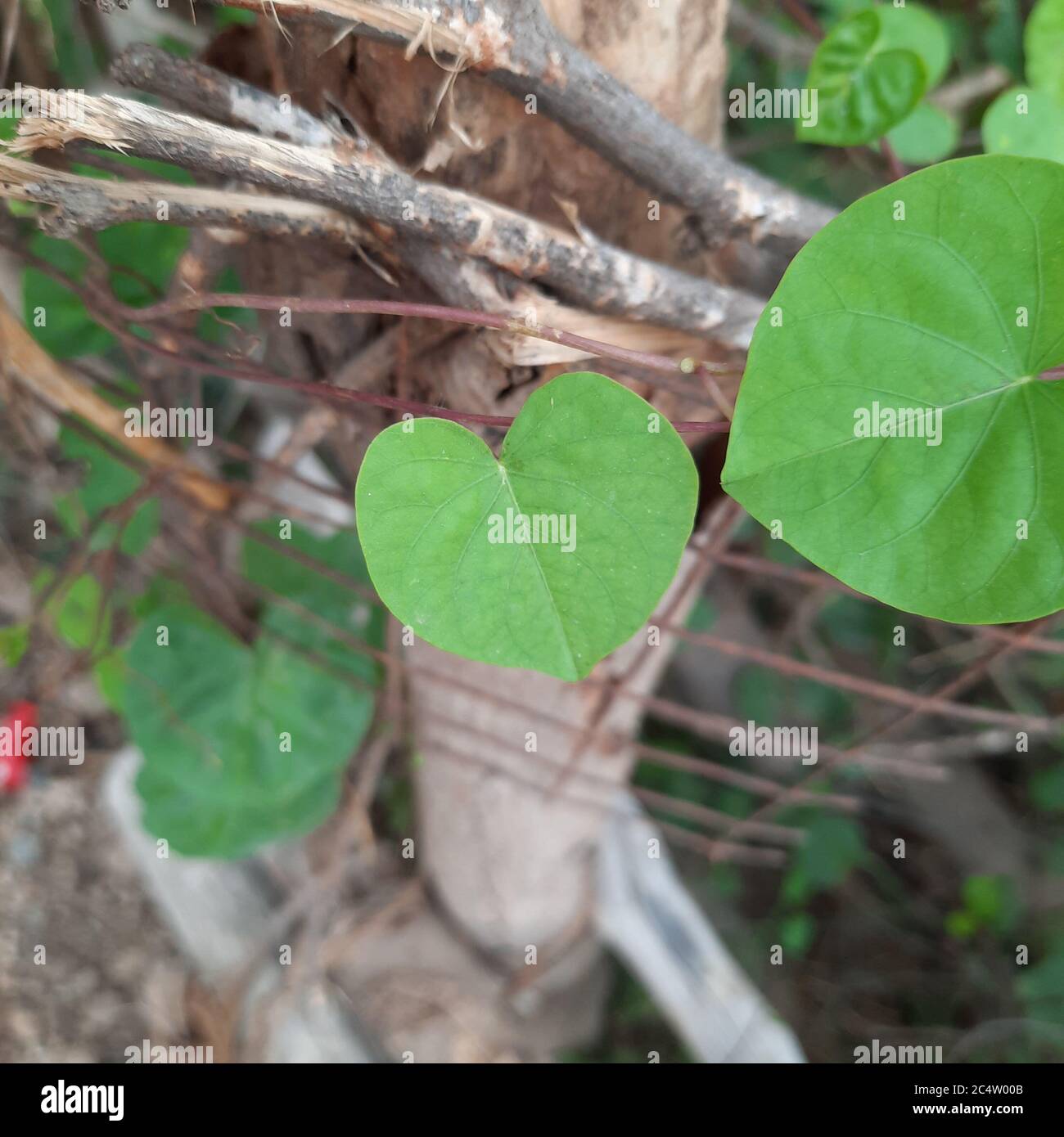 Ground-elder (Aegopodium podagraria), leaves seen from above Stock ...