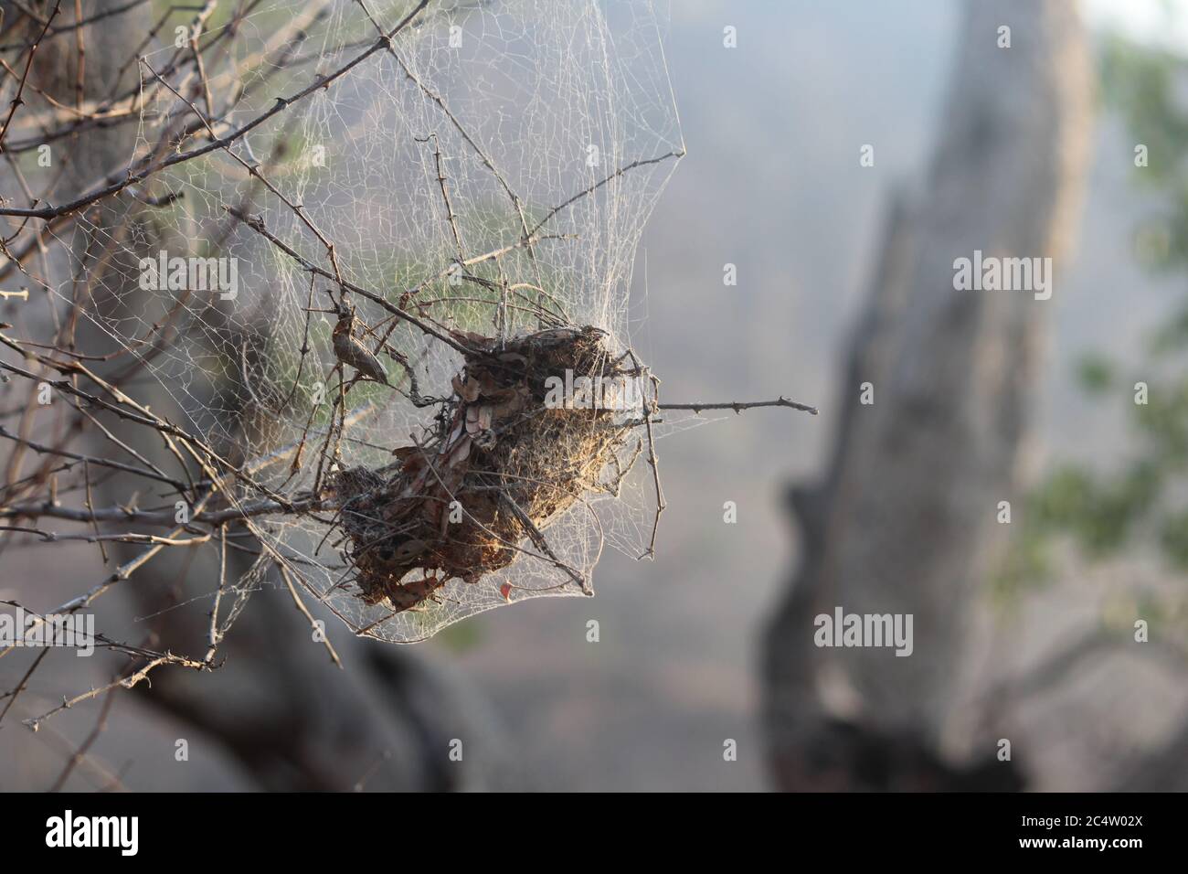 branches of an dry plant covered by spider's web,over background as ...