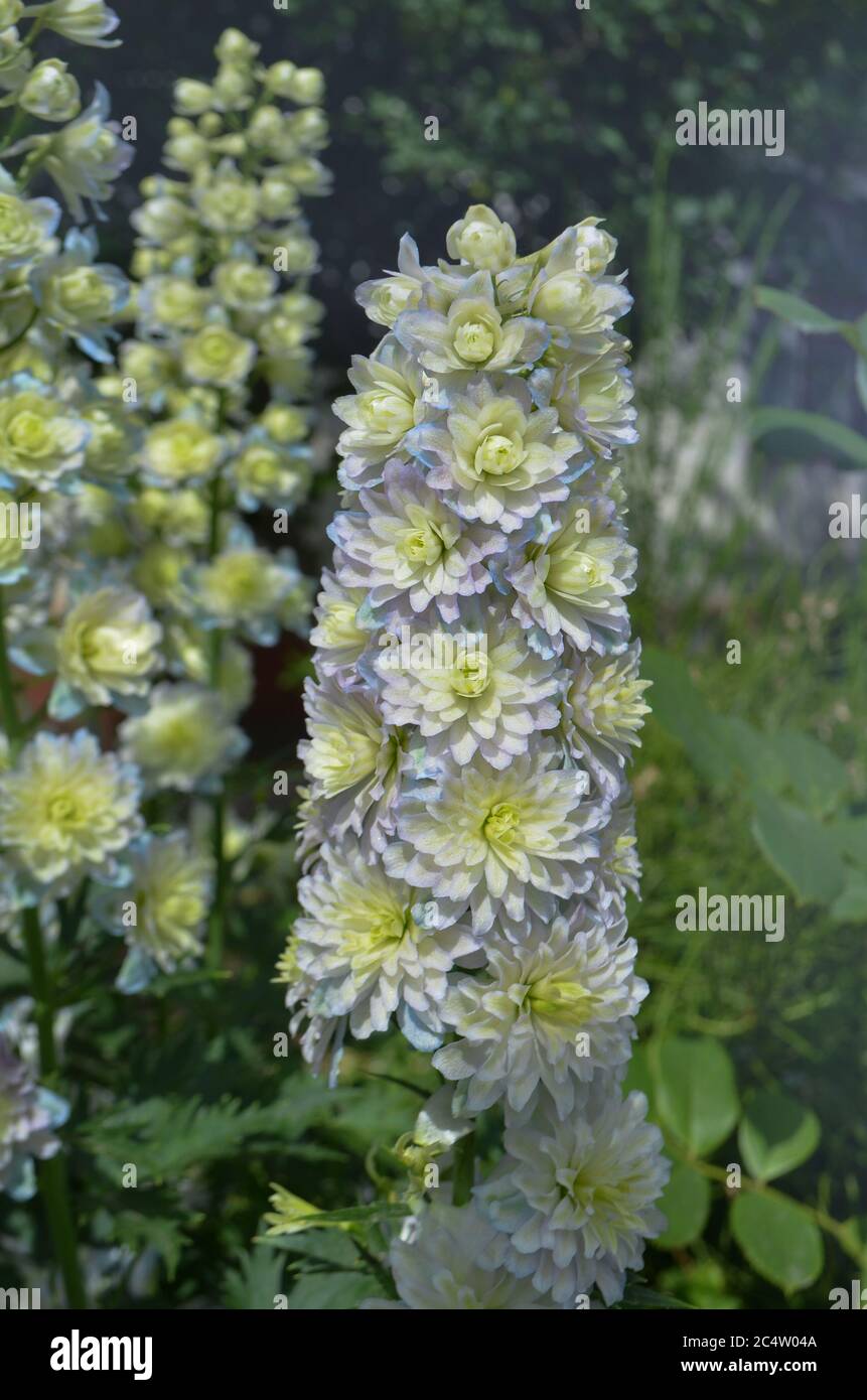 Delphinium Moonlight grows in the garden. Flowers growing on a plant close up. How to grow ...