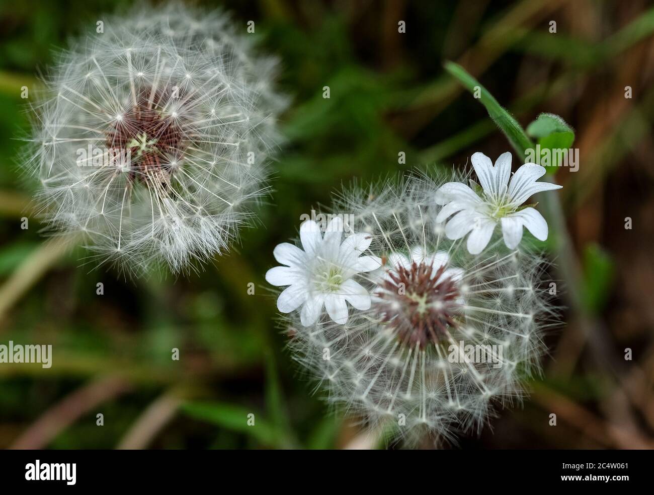 Field hornwort hi-res stock photography and images - Alamy