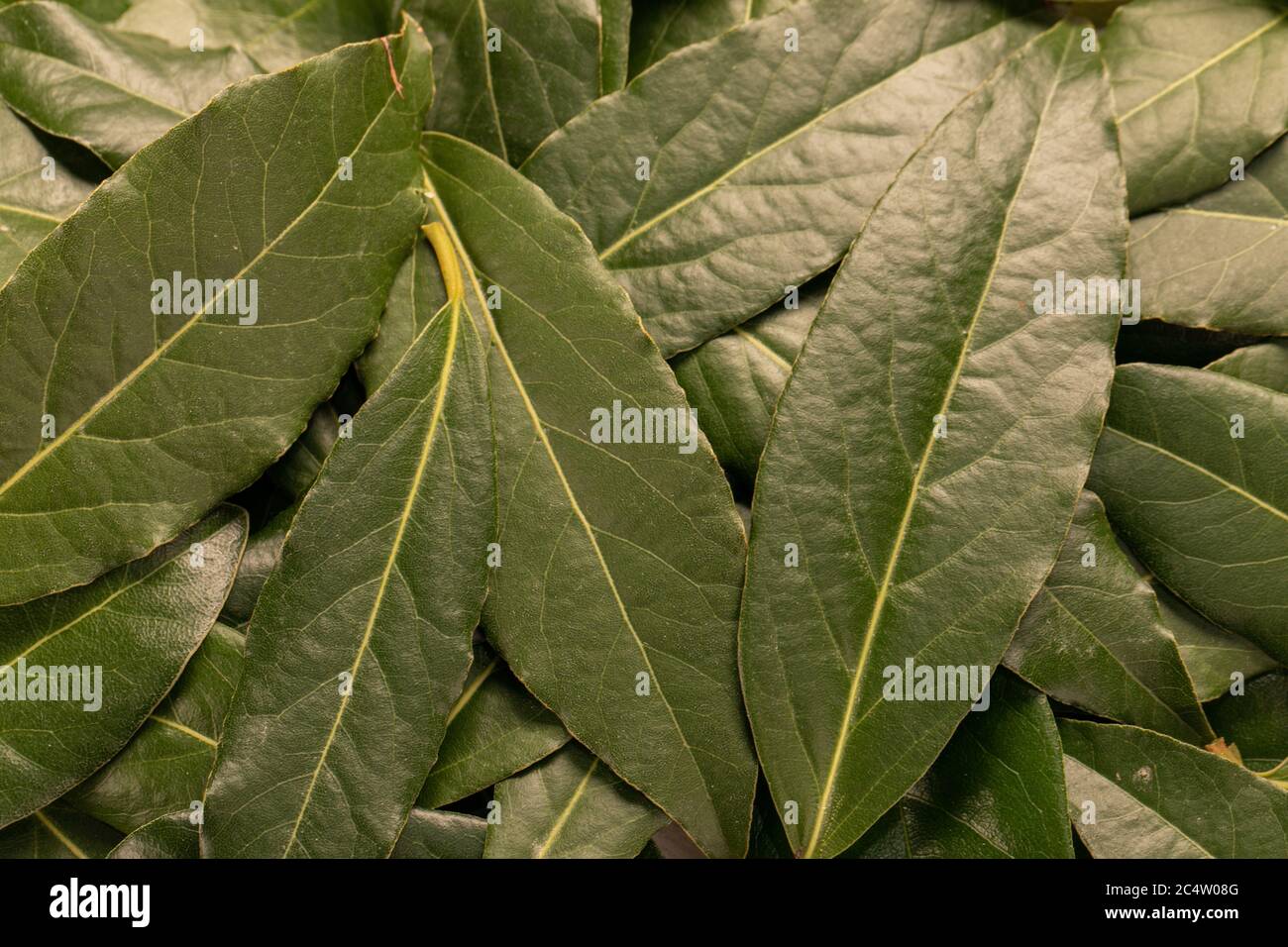 Laurel, Laurus nobilis leaf background. Fresh bay leaves. Top view ...