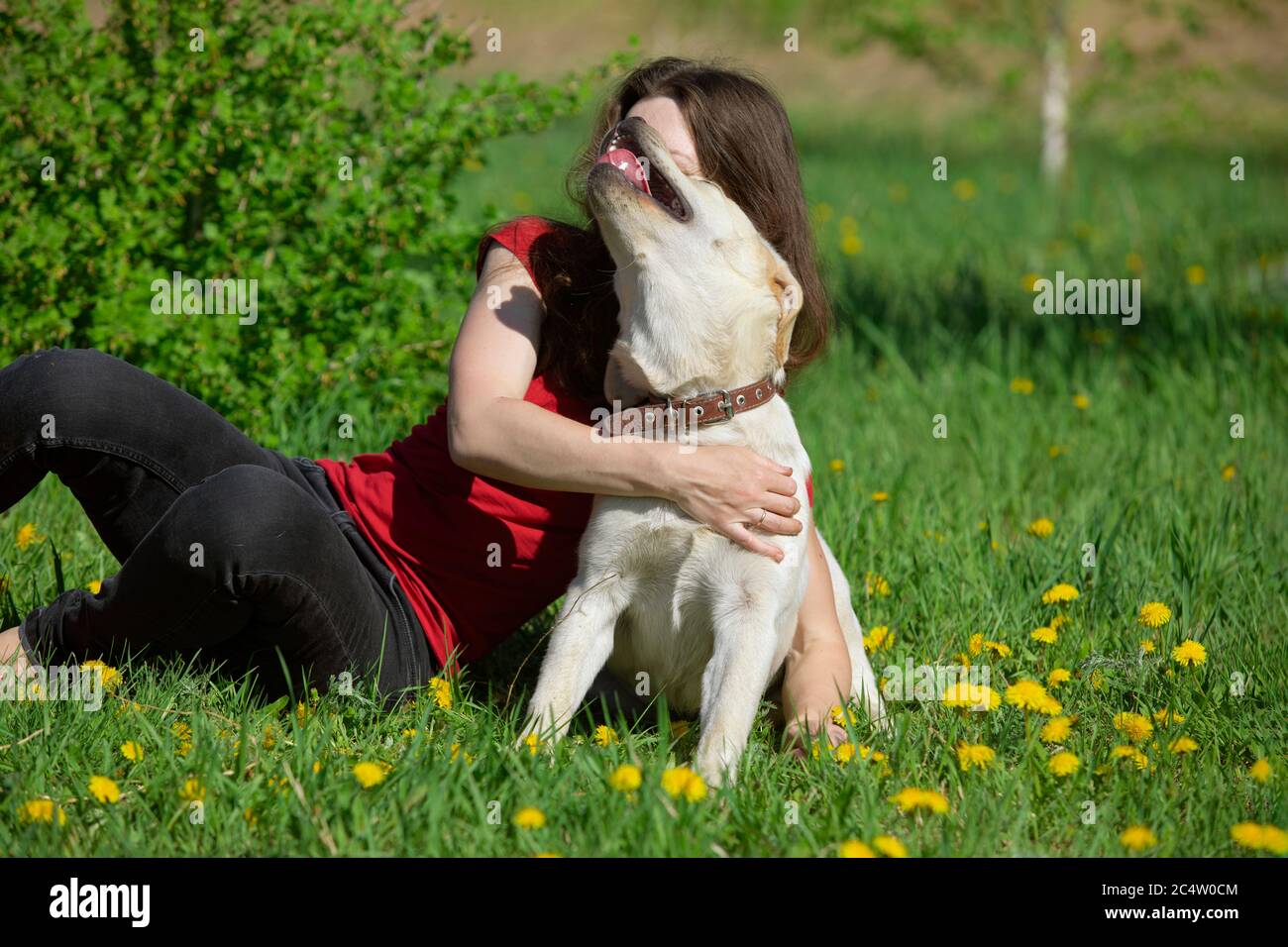 Cute smiling young woman hugging Labrador retriever in summer park ... Cute smiling young woman hugging Labrador retriever in summer park ...