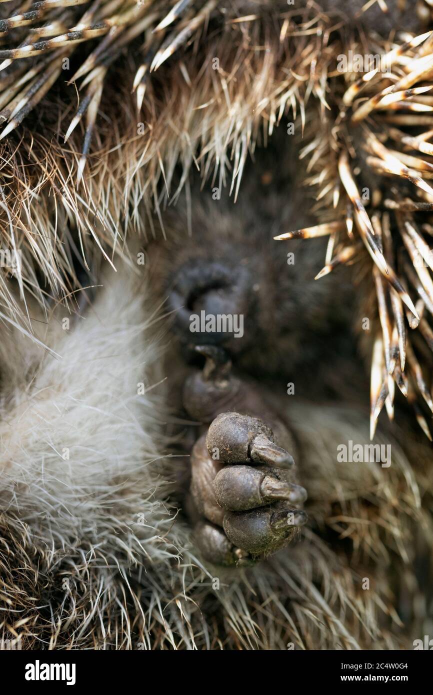 Wild hedgehog unrolling, uncurling or unfolding close up Stock Photo ...