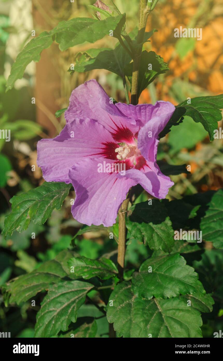 Close up wild hibiscus flowers background. Pink wild bush hibiscus ...