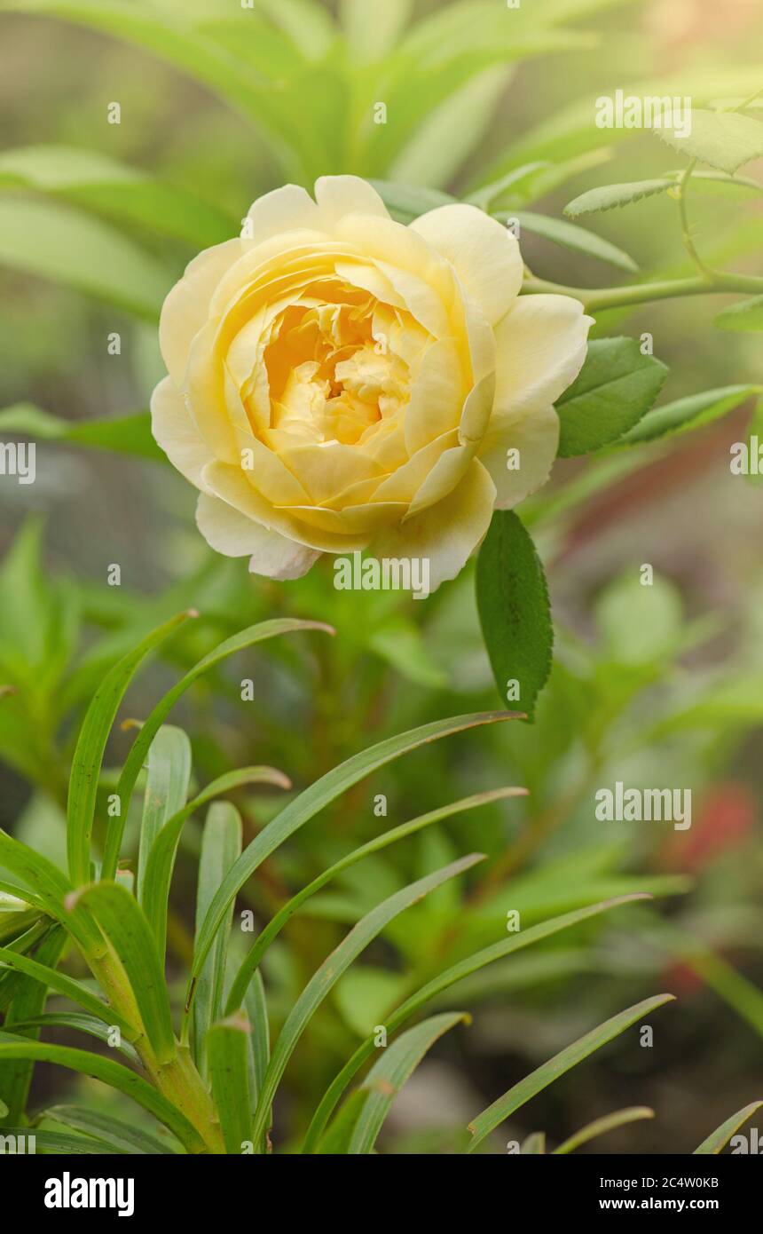 Yellow roses in sunny garden. Beautiful yellow roses. Bush of yellow ...