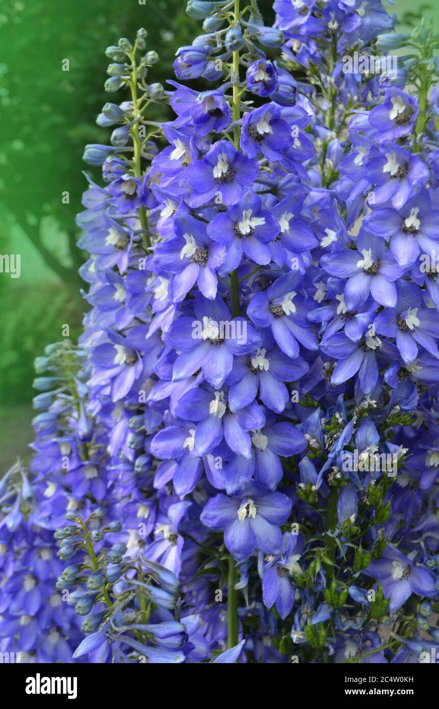 Candle Larkspur Delphinium Elatum High Resolution Stock Photography and Images - Alamy