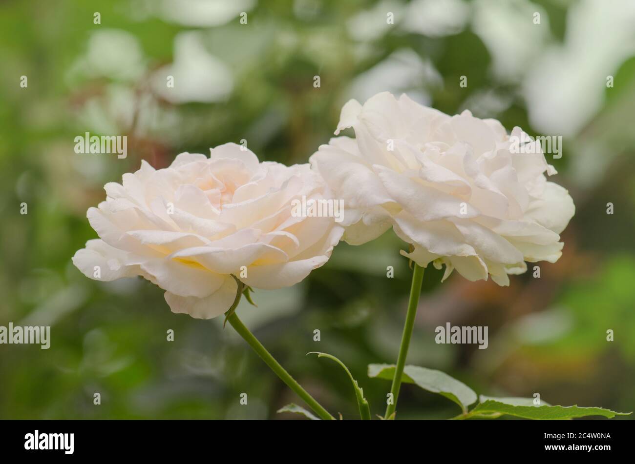 Beautiful white rose. Big white roses in the garden Stock Photo - Alamy