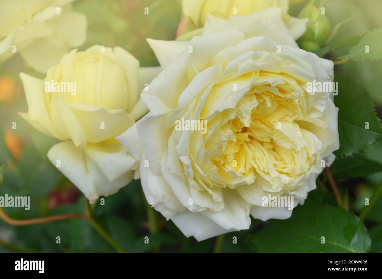 Yellow roses in the garden. Yellow english rose. Yellow rose blooming ...