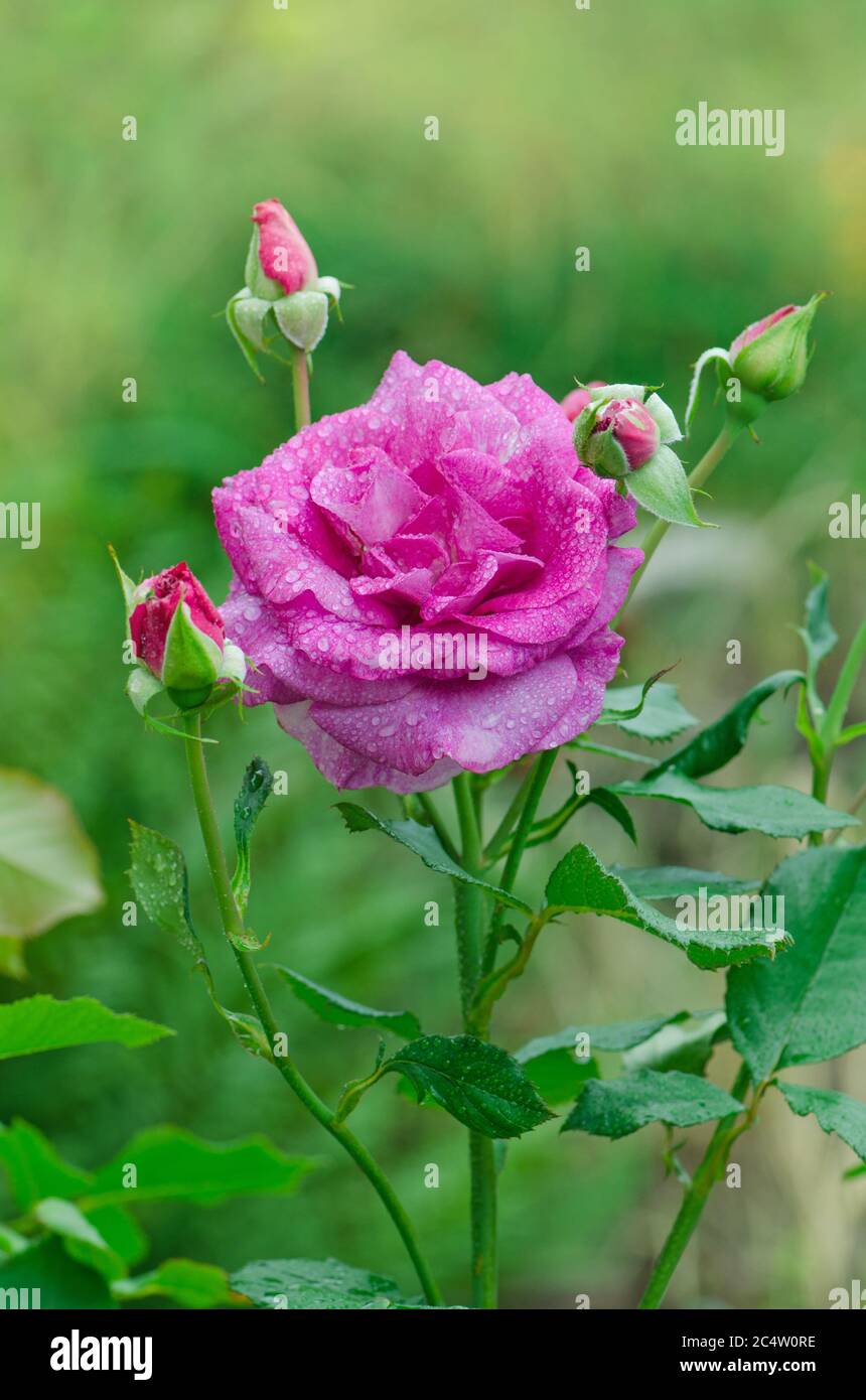 Purple lavender roses flowers in garden. Novalis rose blooming Stock ...