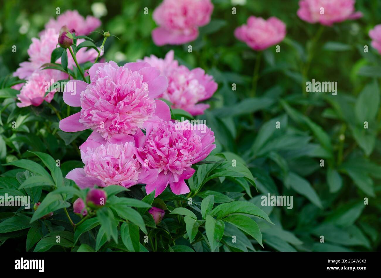 Landscape with peonies field. Peonies field in spring Stock Photo - Alamy
