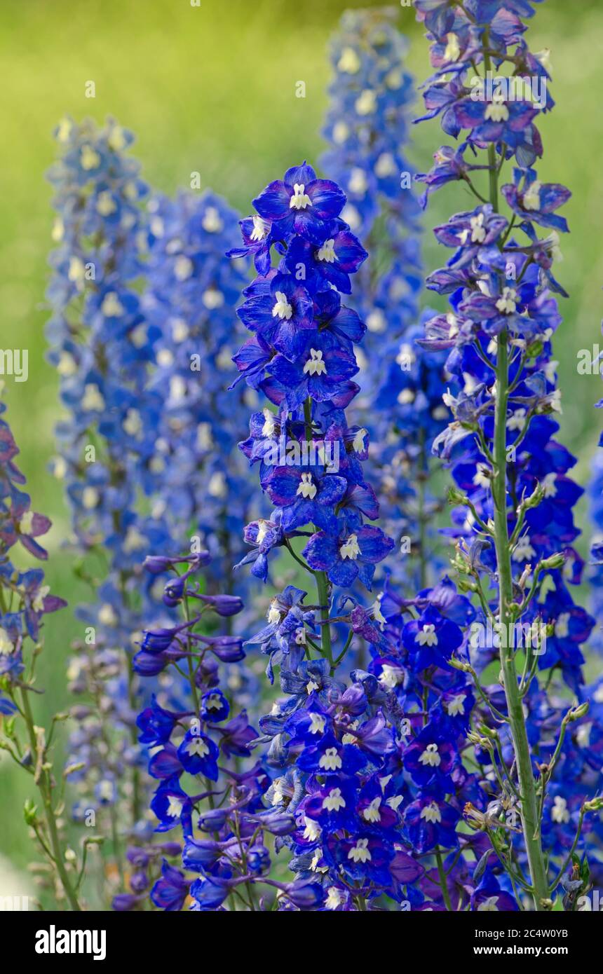 Delphinium in the garden. Blue delphinium flower as nice natural ...