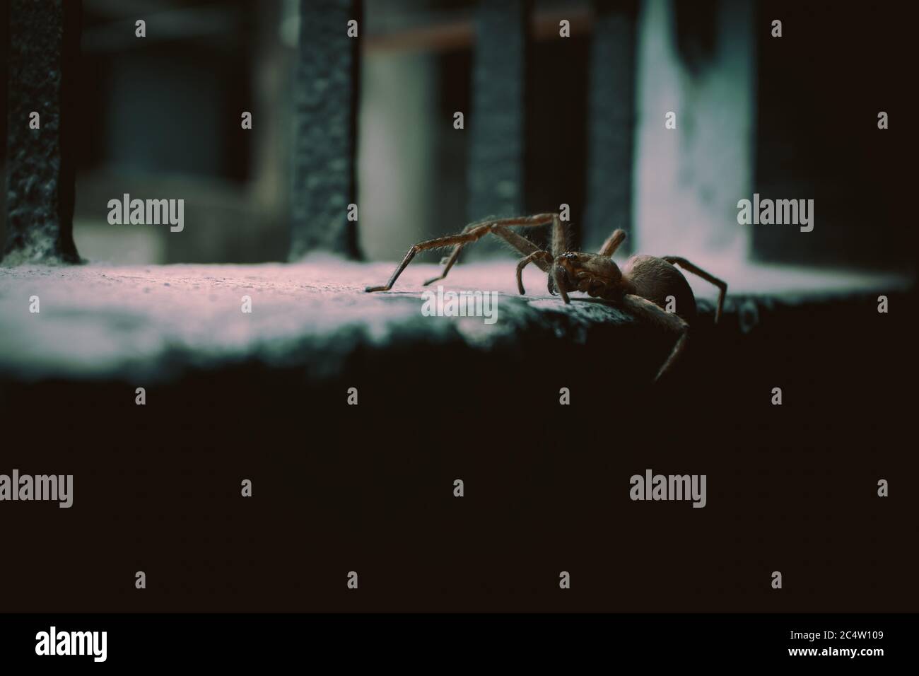 Close up of a beautiful and small common house spider climbing on a ...