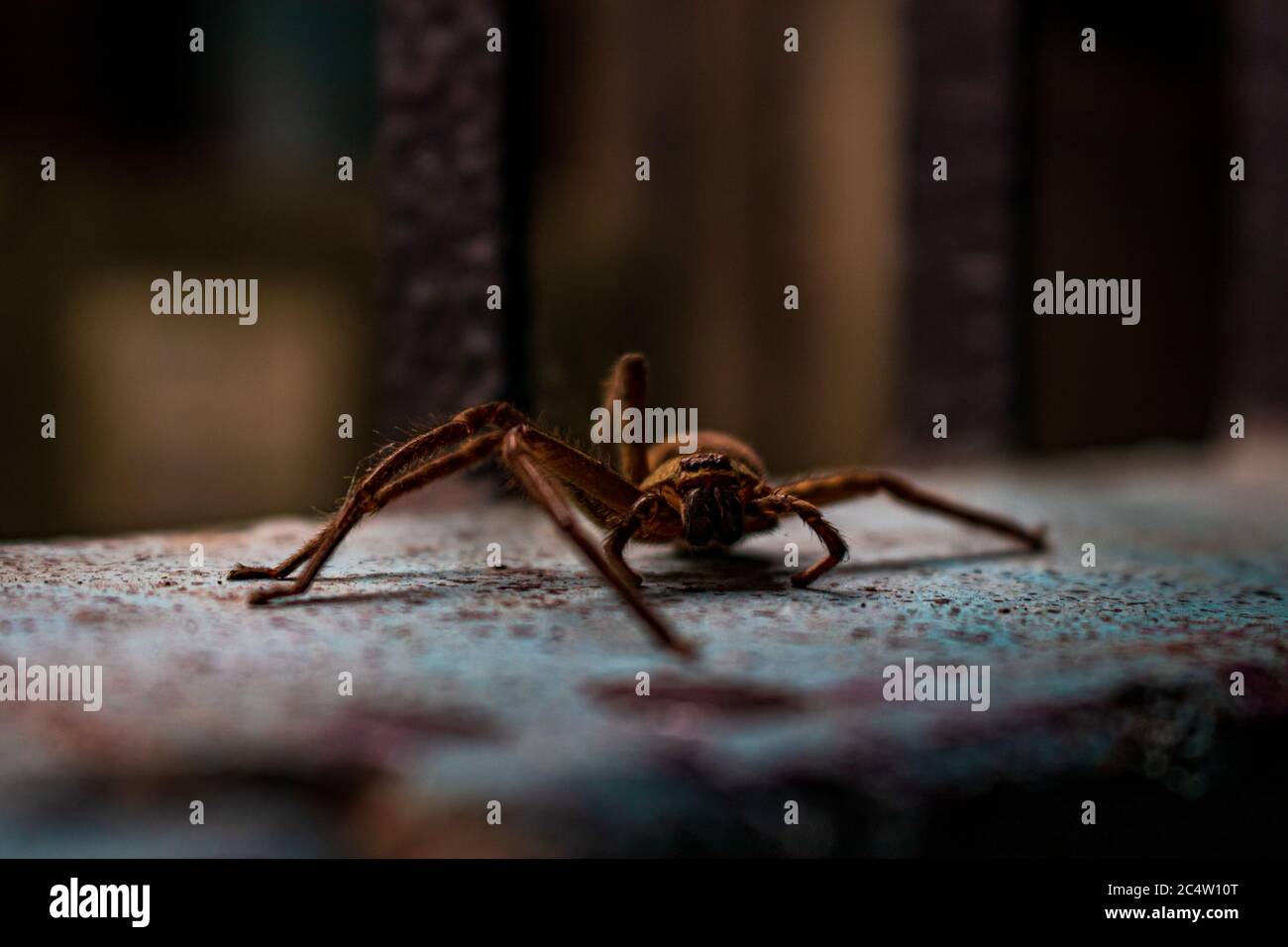 A beautiful and small common house spider resting on a wall. He has not ...