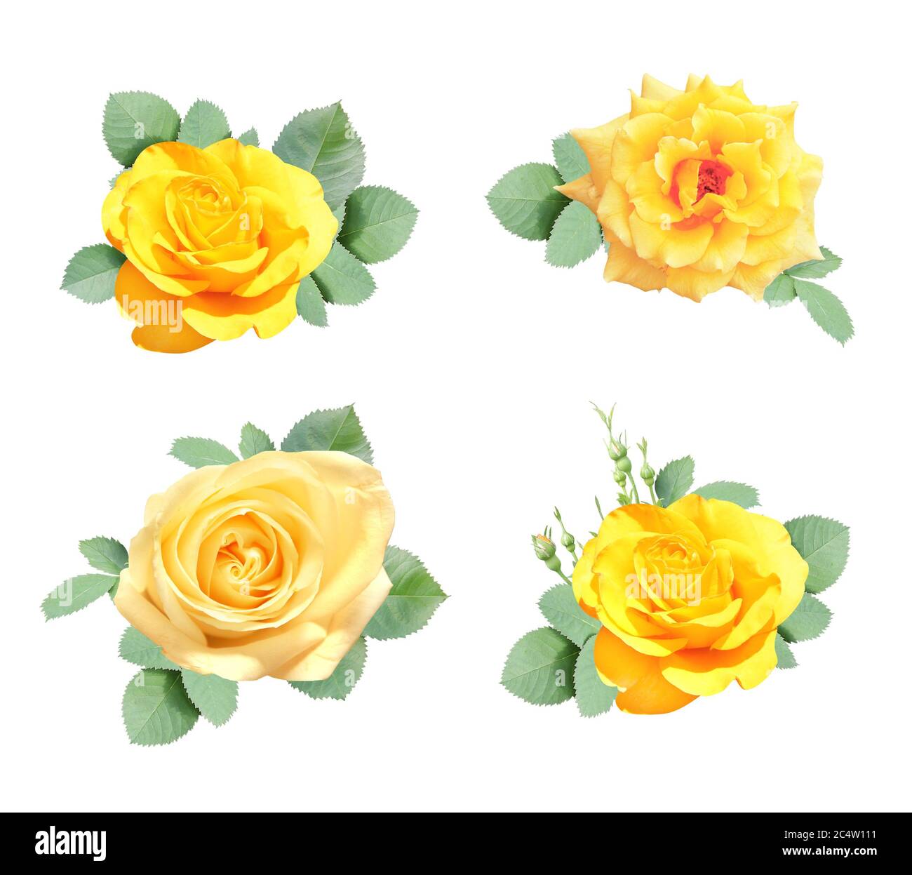 Set of rose with yellow flowers and green leaf. Collection of roses of ...