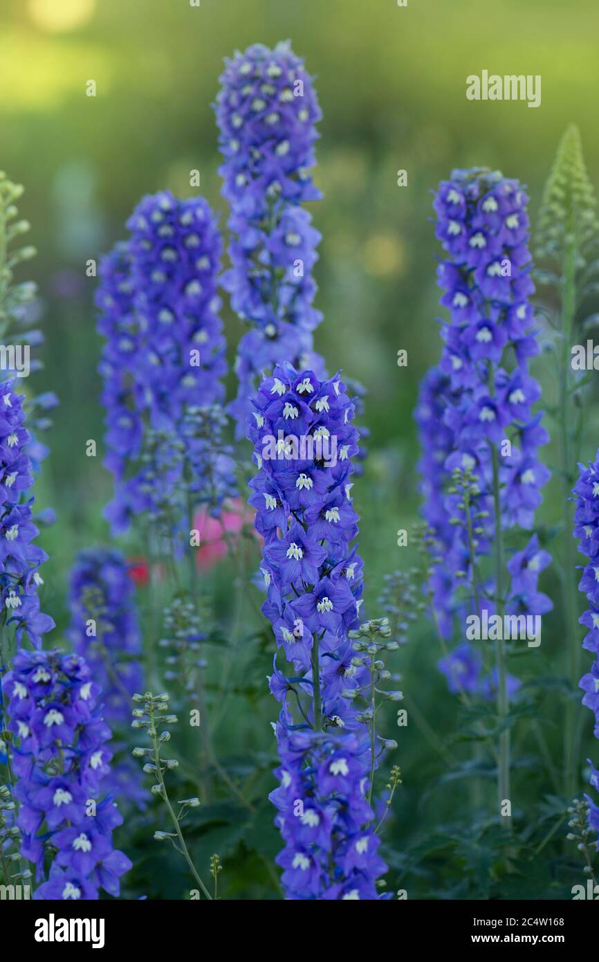 Delphinium in the garden. Delphinium low mixture. Height this flowering ...
