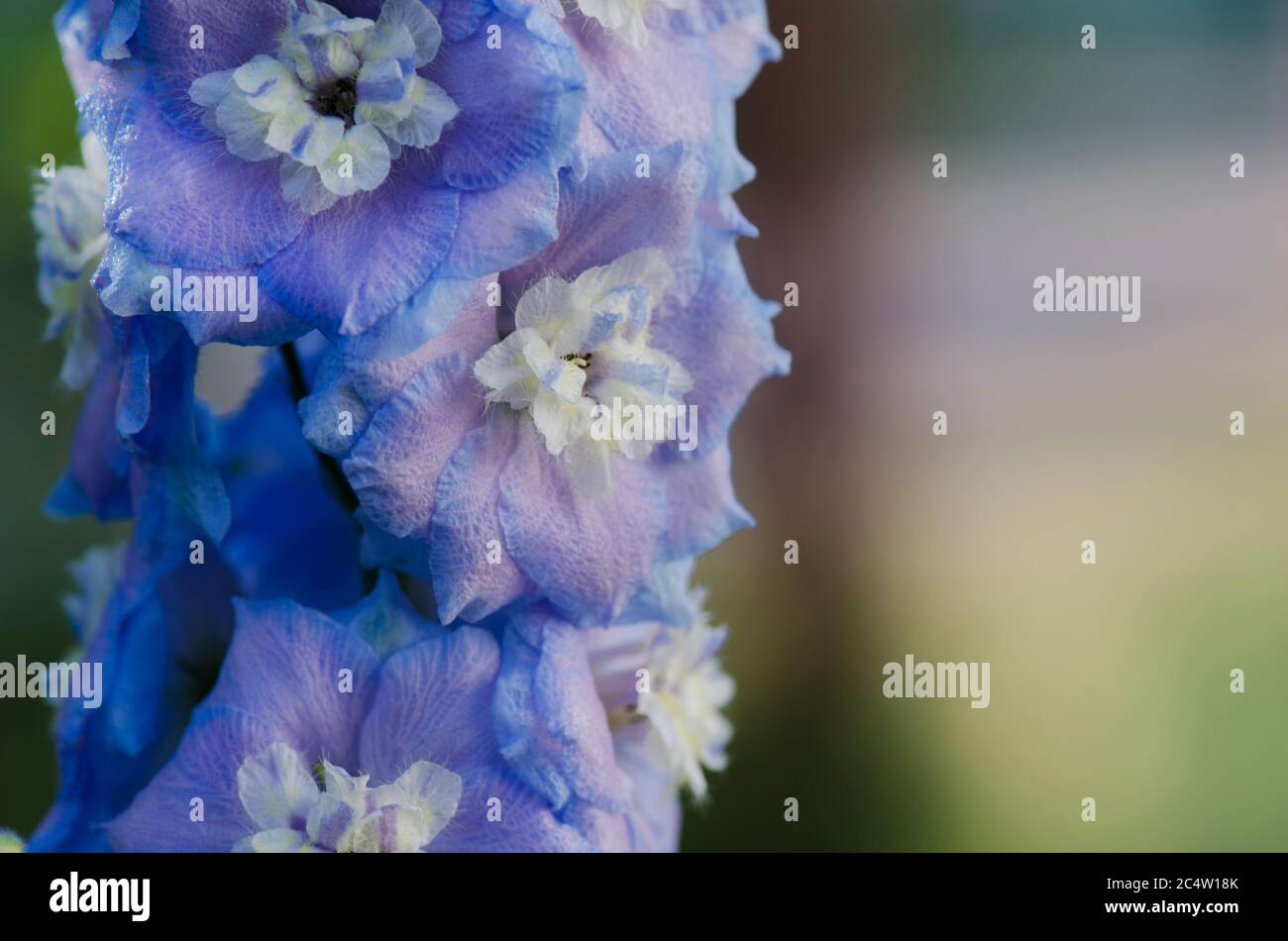Delphinium perennial flowers hi-res stock photography and images - Alamy
