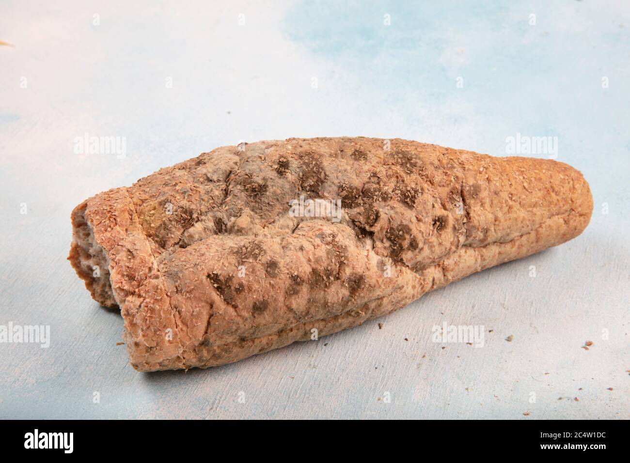 Penicillium fungus on bread hi-res stock photography and images - Alamy