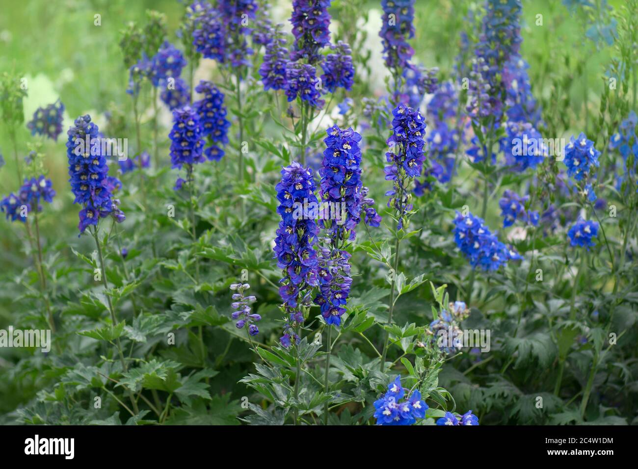 Delphinium blue grows in the garden. Double delphinium blue flower ...