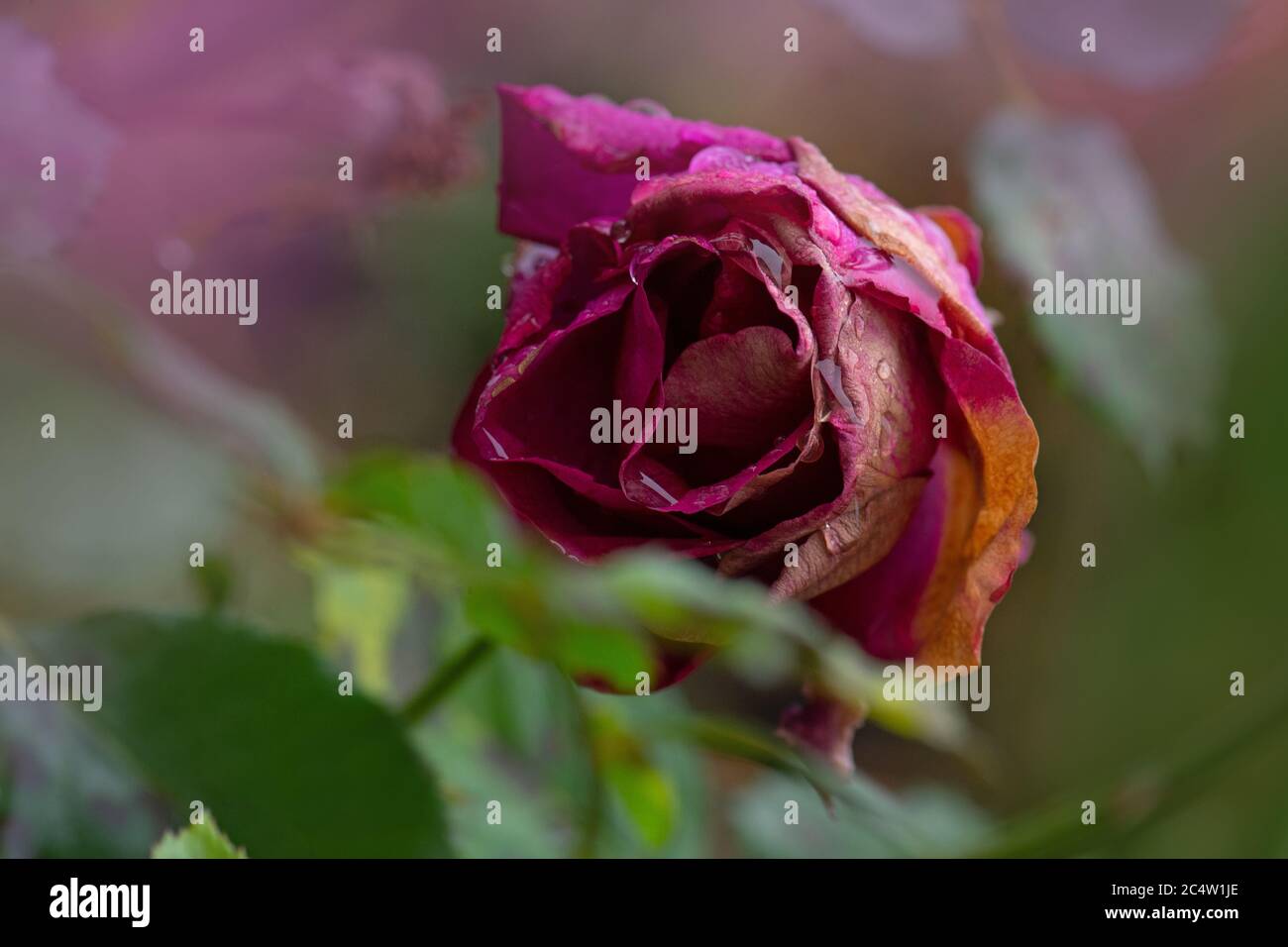 Dead rose flower hi-res stock photography and images - Alamy