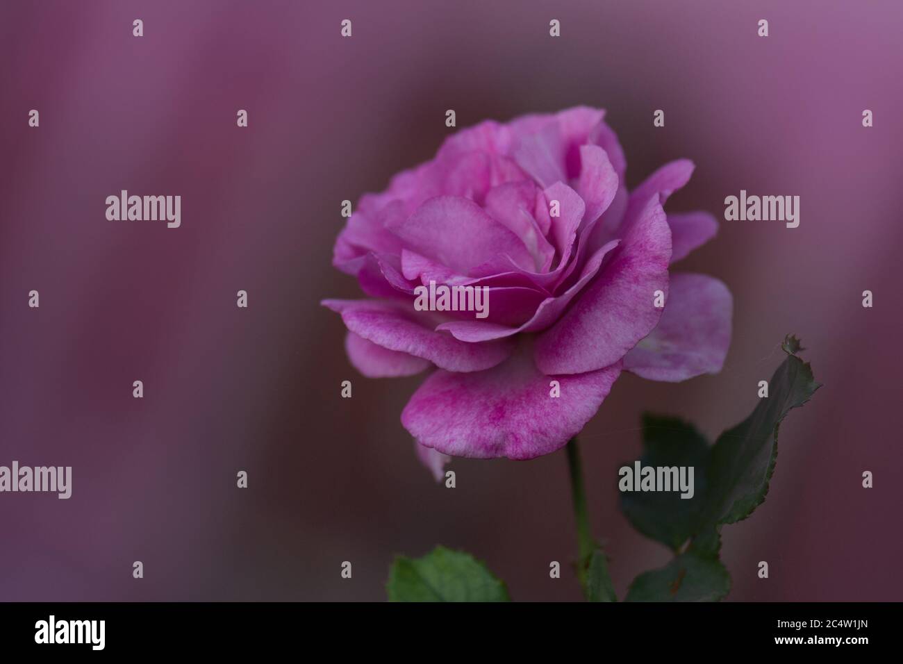 Bunch lavender pink roses with hi-res stock photography and images - Alamy