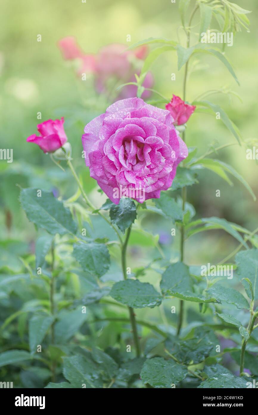 Beautiful purple hued rose. Purple lavender roses in the garden Stock ...