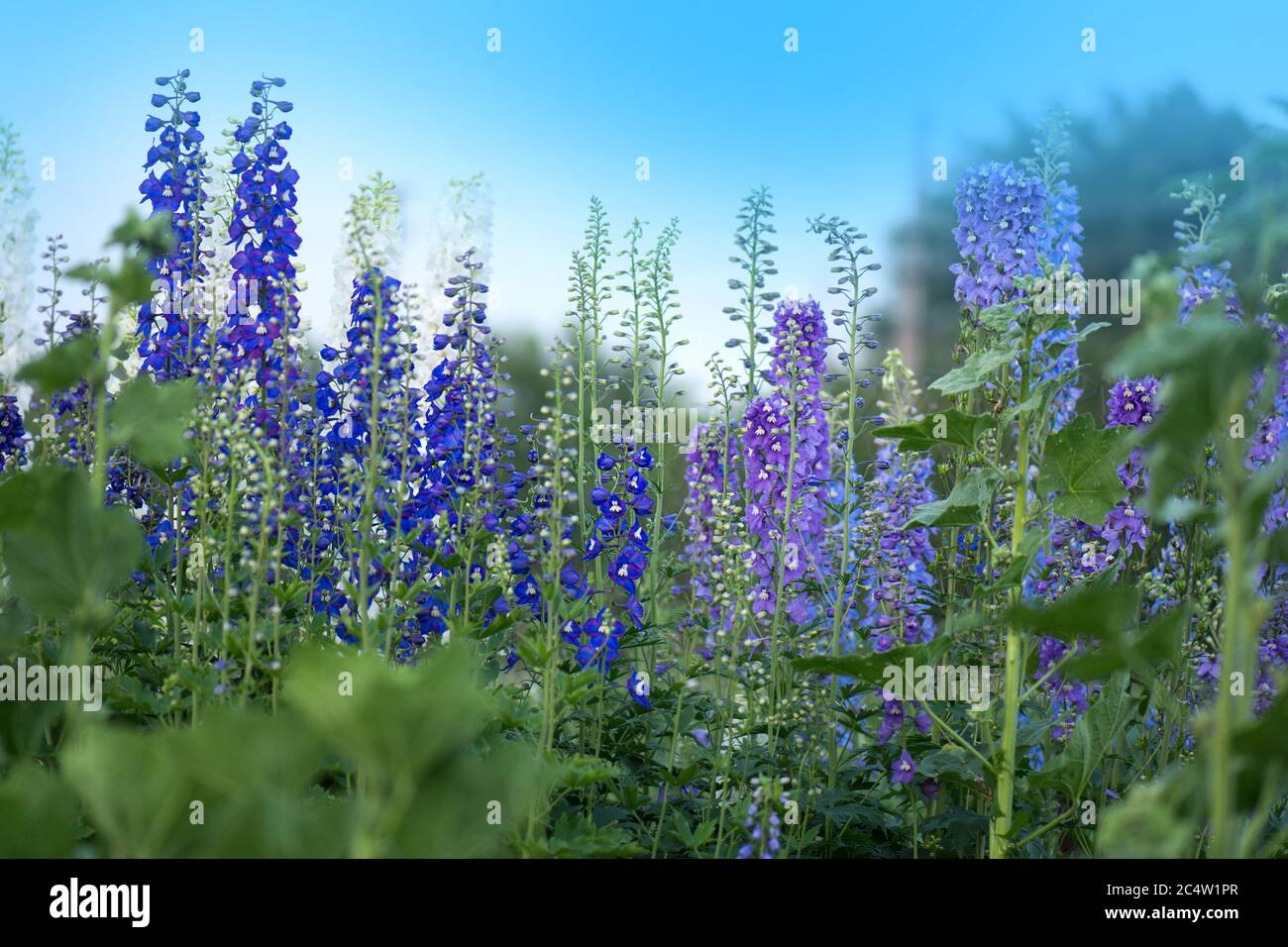 Delphinium blue grows in the garden. Double delphinium blue flower ...