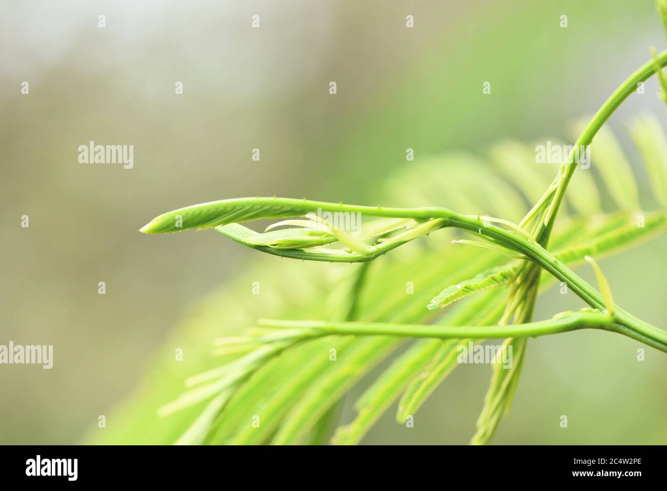 Acacia pennata Willd insuavis Nielsen Mimosaceae / Senegalia pennata on ...