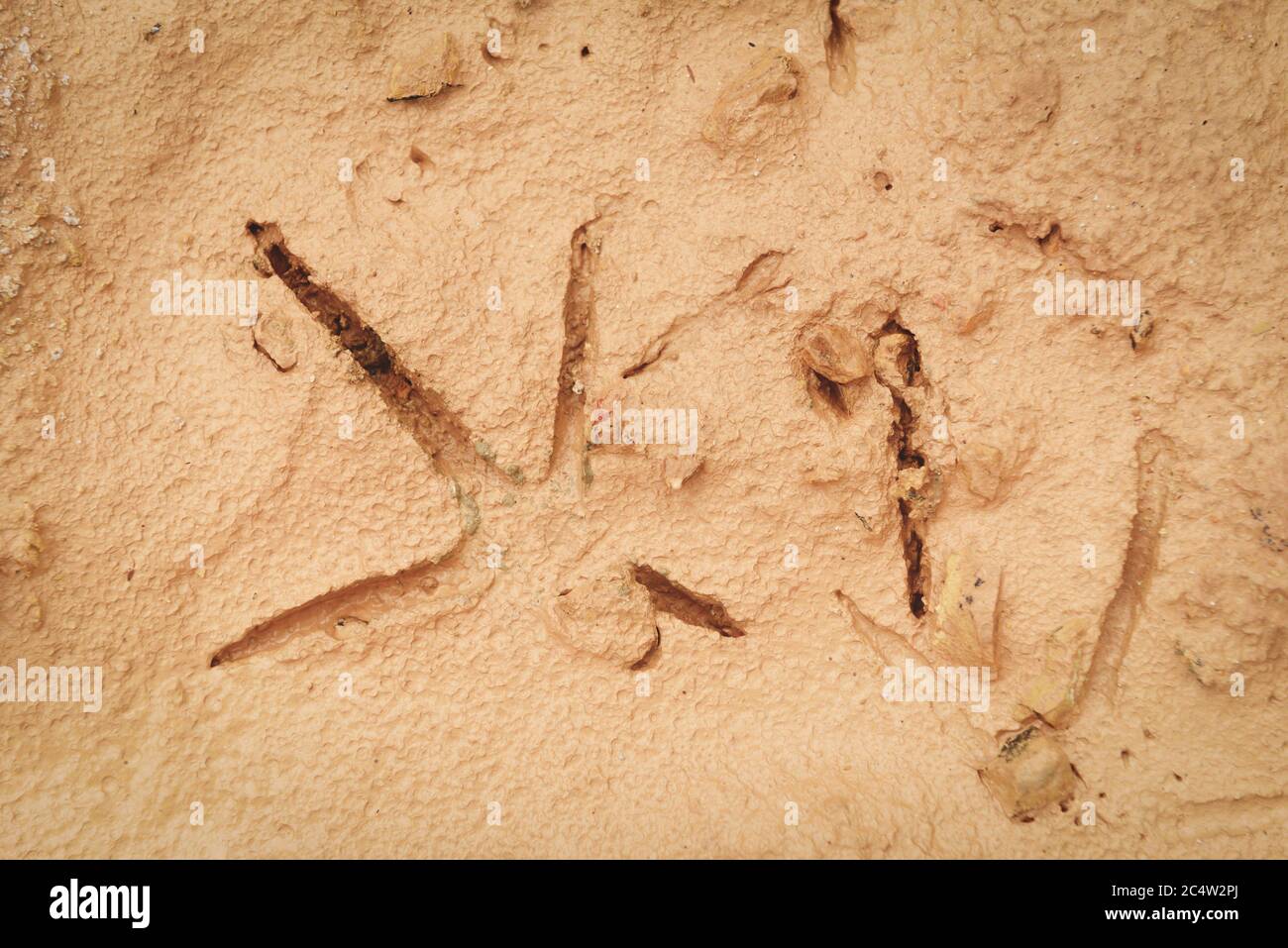 Bird footprints on the ground soil / Bird tracks on mud Stock Photo - Alamy