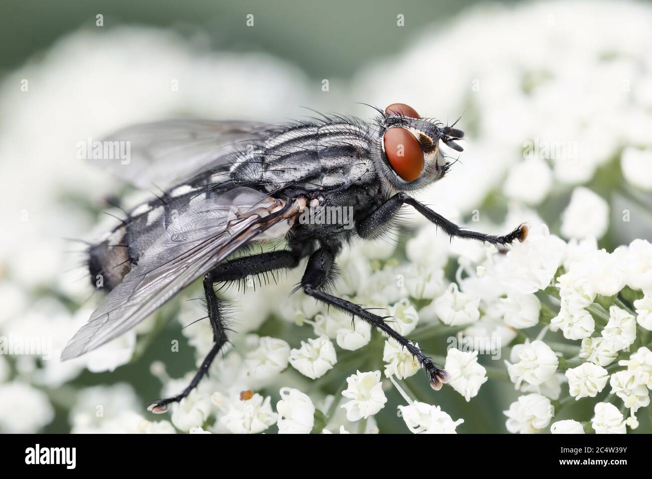 Common insect bottle fly feeding on white flower, Europe nature, Czech ...