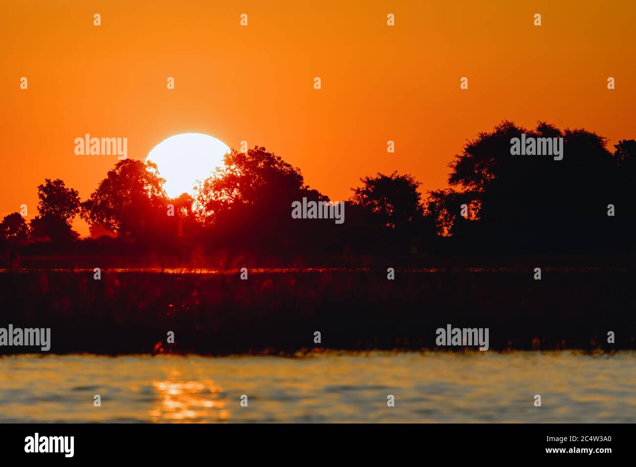 sunset over acacia tree on Chobe river, african landscape, Botswana ...