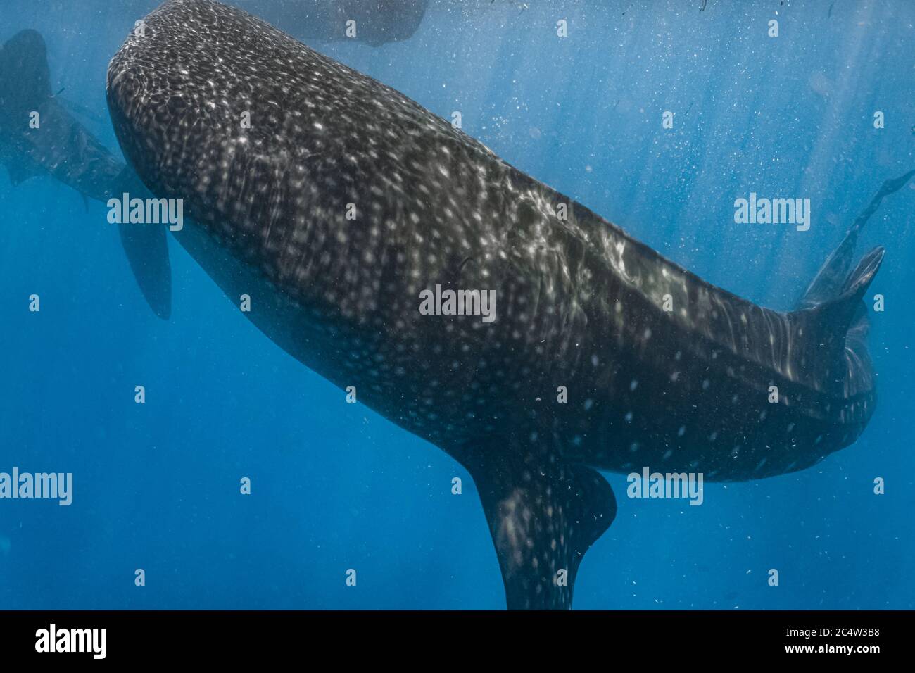 Whale shark feeding krill hi-res stock photography and images - Alamy