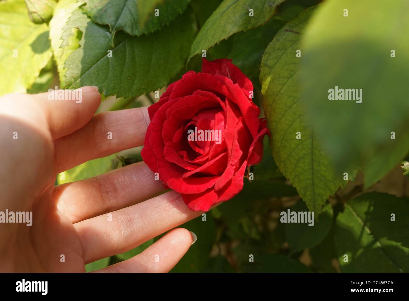 Female hand touch a red rose growing in a summer garden Stock Photo - Alamy